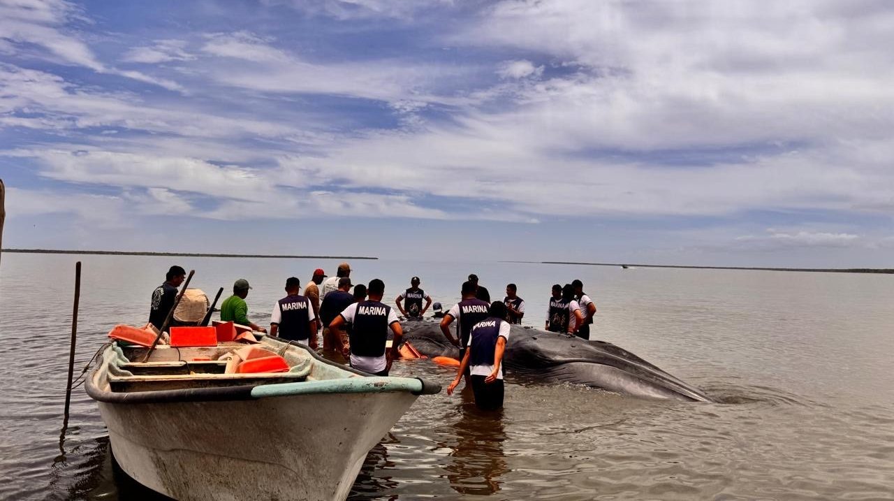 Pierden de vista a ballena que estaba varada en Palmar de Cuautla