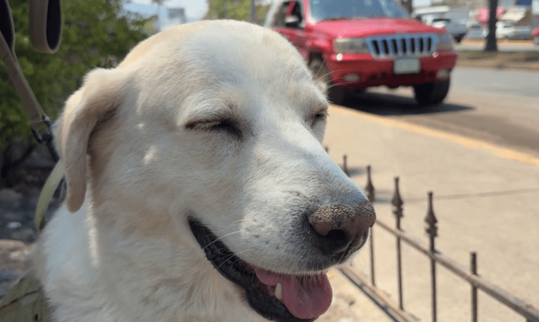 La perrita Alba que vivía en la UPN ya tiene un hogar fijo